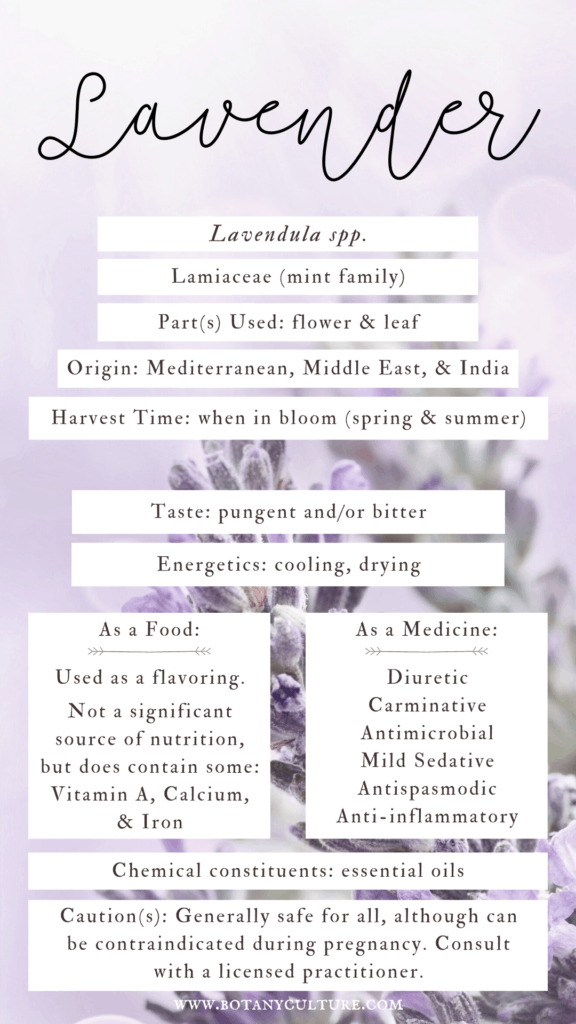 All About Lavender - 10 Science-Backed Benefits, Culinary Uses, & More