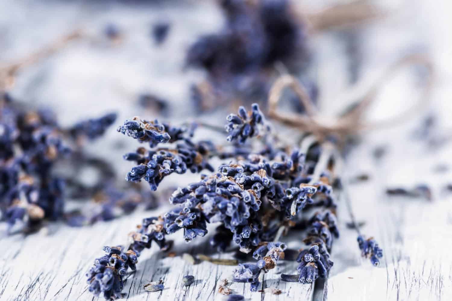 25 Super Lovely Ways to Cook with Lavender - Botany Culture
